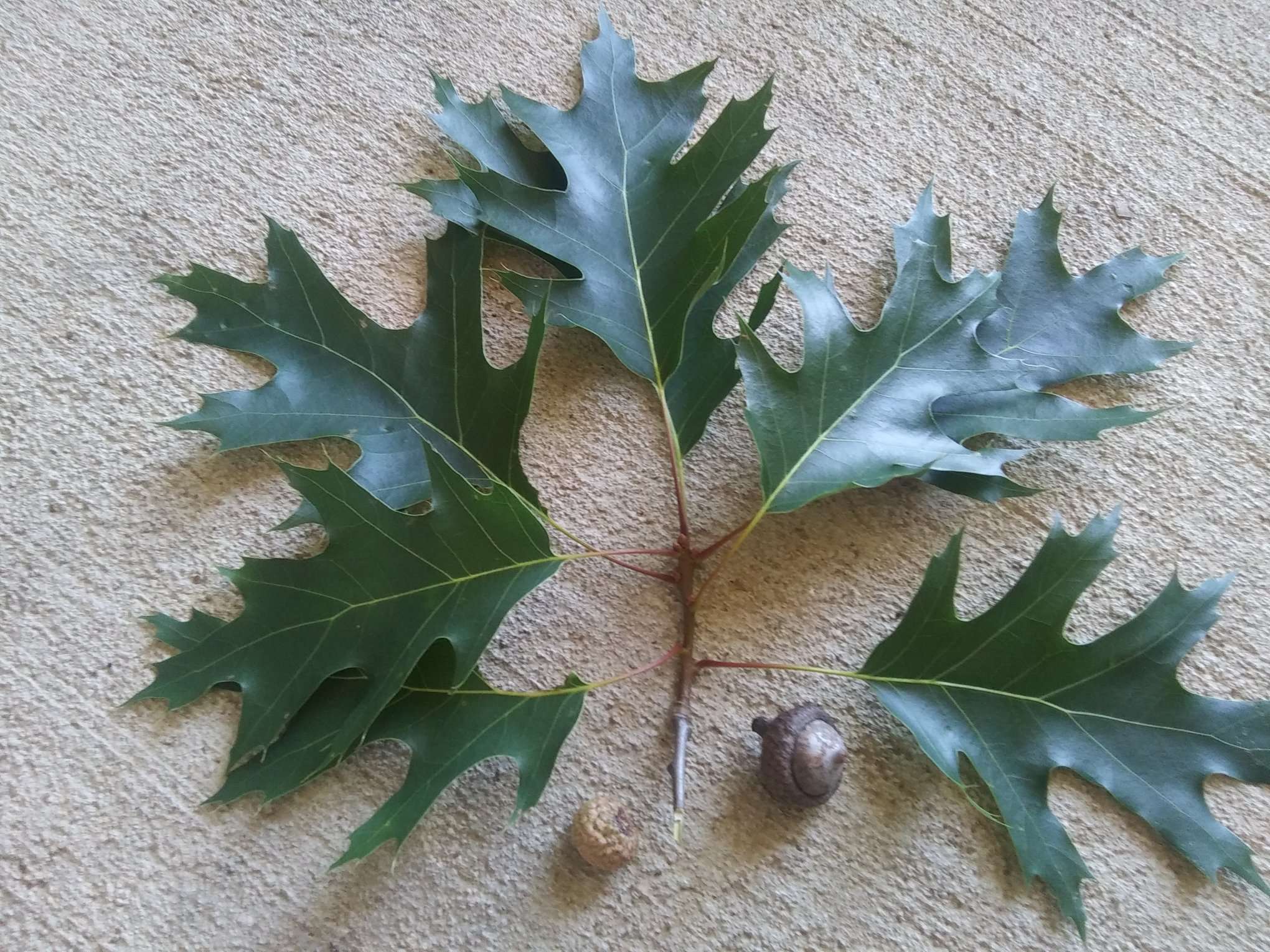Types Of Oak Tree Leaves