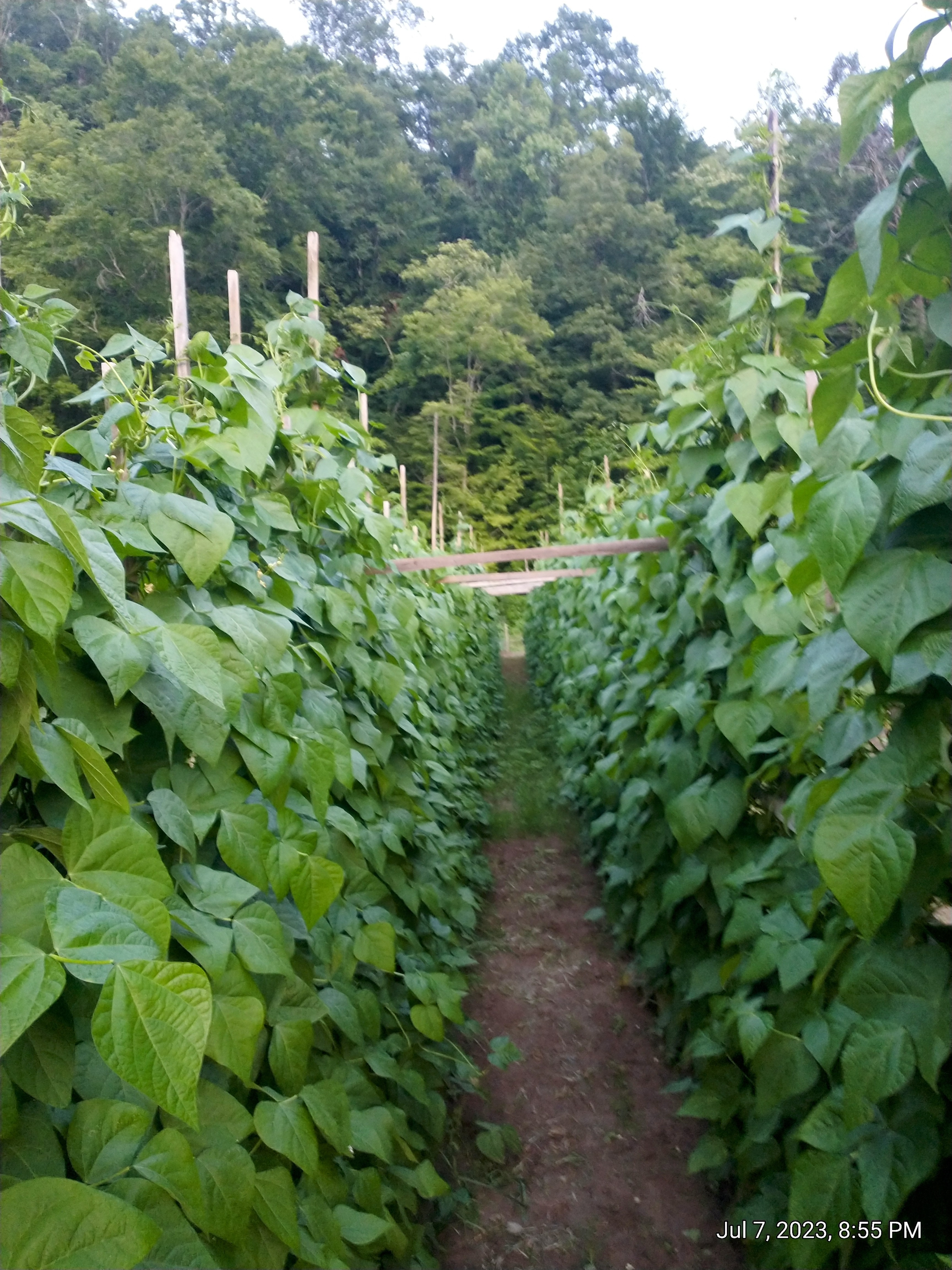 Applachigan Greasy beans looking good!! (beans forum at permies)