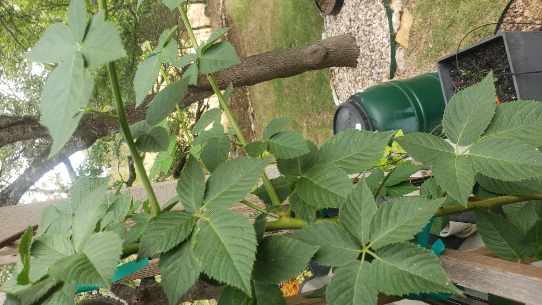 Primcane shoots growing on Primacames (berries forum at permies)