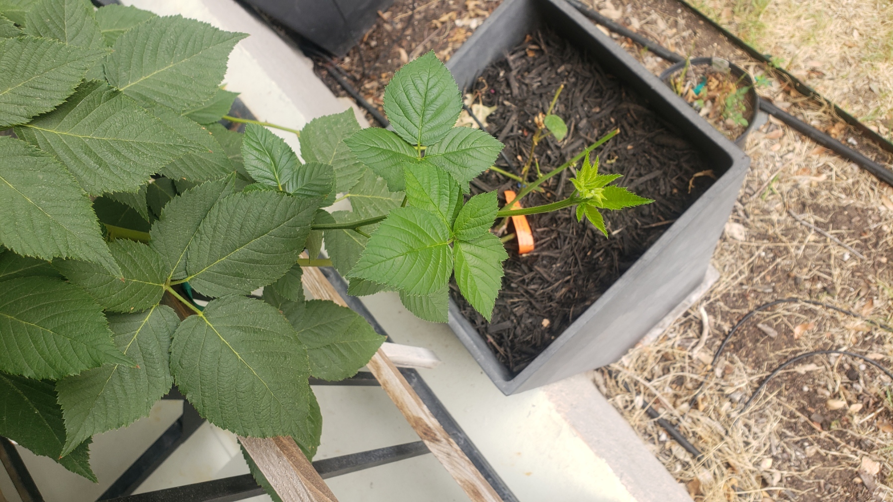 Primcane shoots growing on Primacames (berries forum at permies)