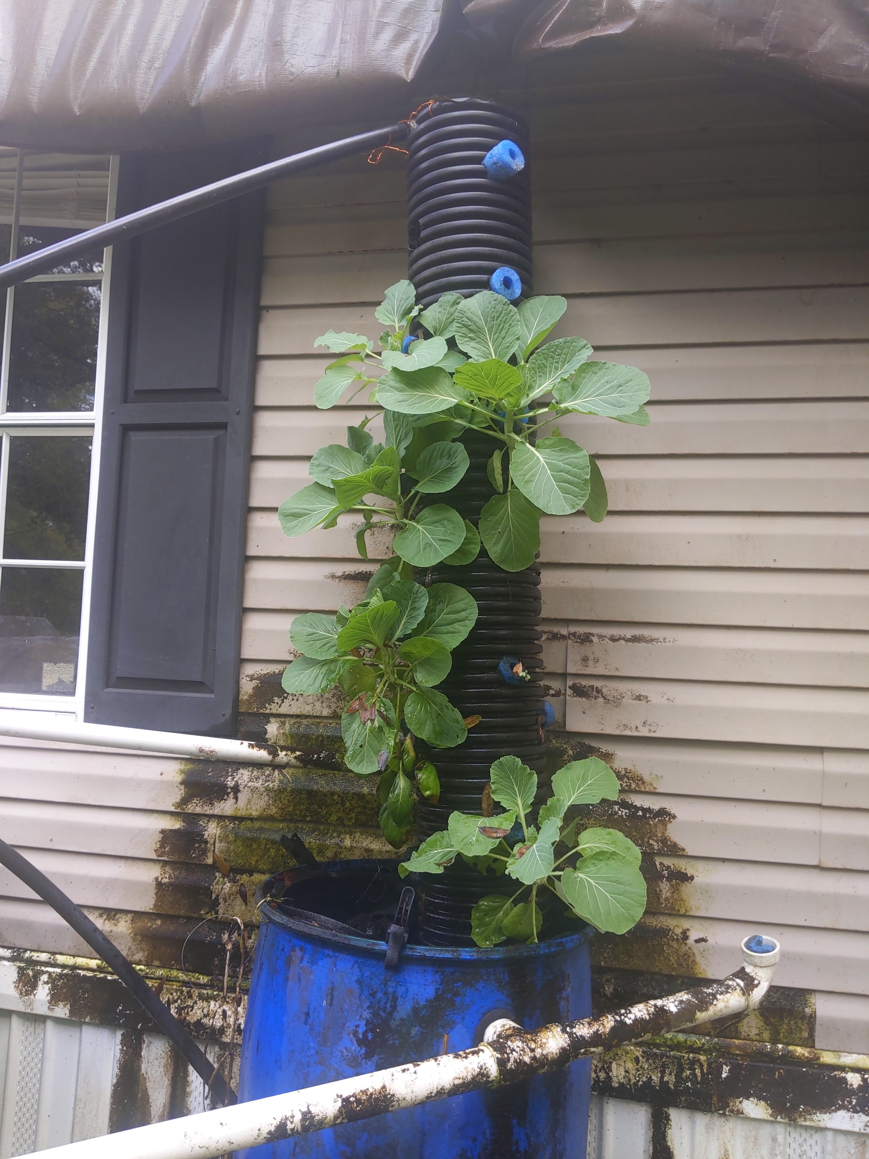 Kratky and hydroponic cabbage. (homestead forum at permies)