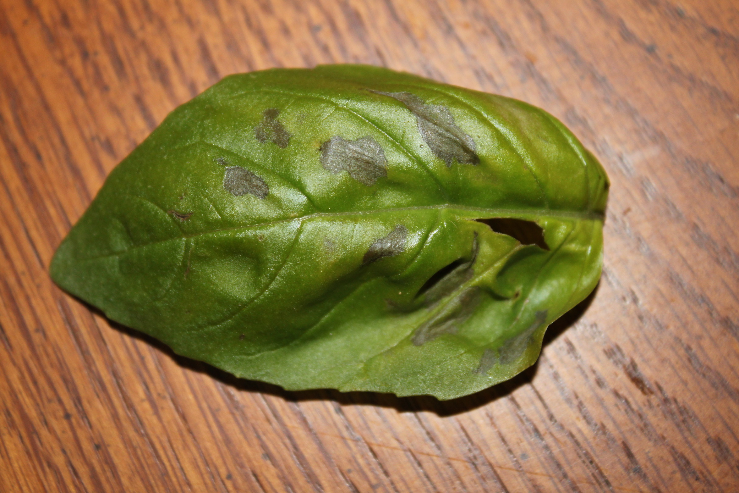 Basil what Is Destroying It plants Forum At Permies 