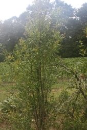 Growing Black Pomegranate Fruit (trees forum at permies)